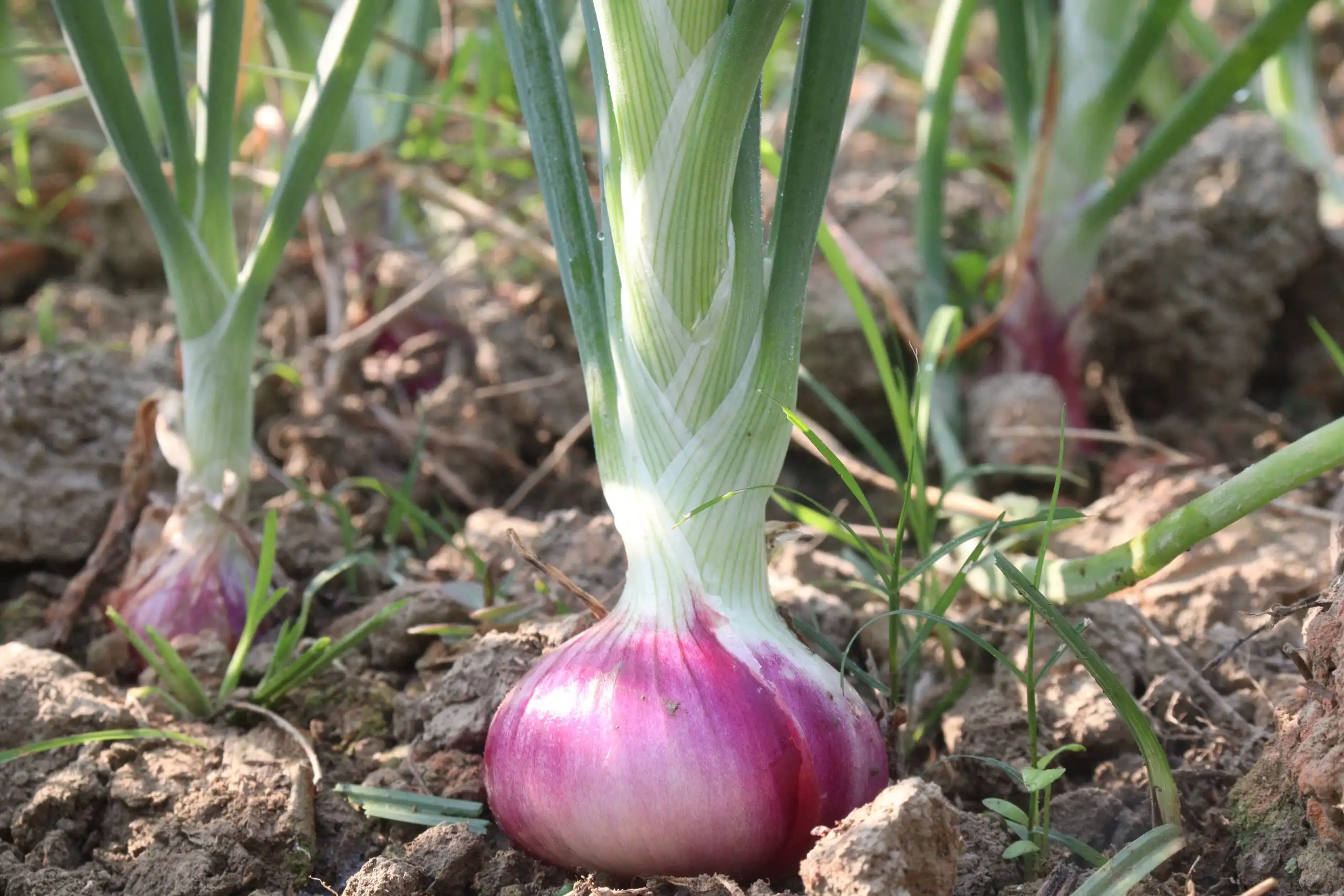 Influenzinum for Flu Symptom Relief | Boiron USA